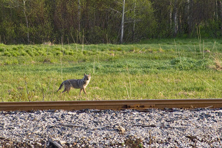 Michigan Considers Year Round Coyote Hunting in Major Wildlife Bill