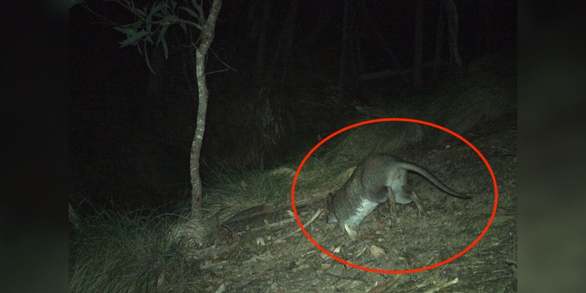 Trail Camera Captures Rare Footage Of Animal Who Hasn't Been Seen Since ...