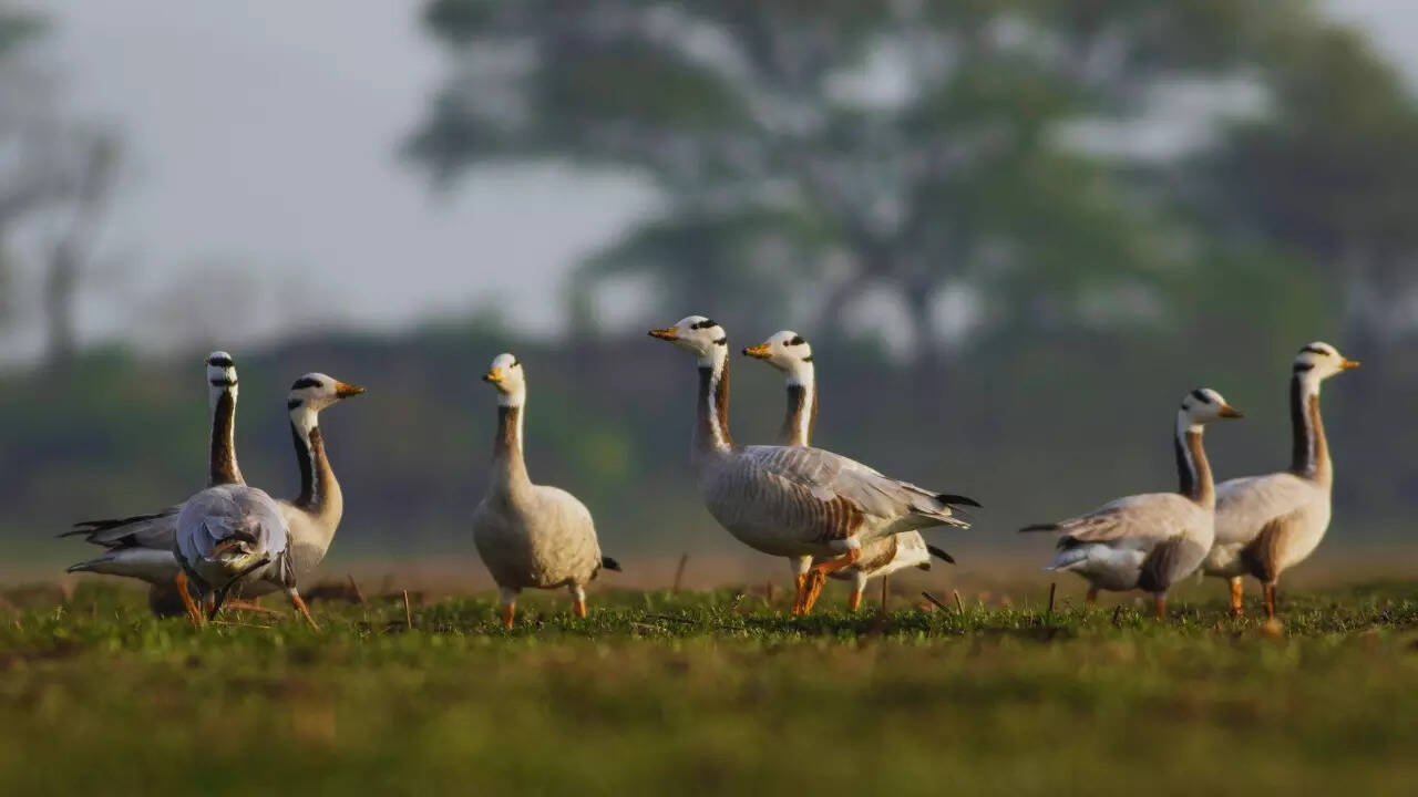 Migratory birds to look out for in India this winter migratory season