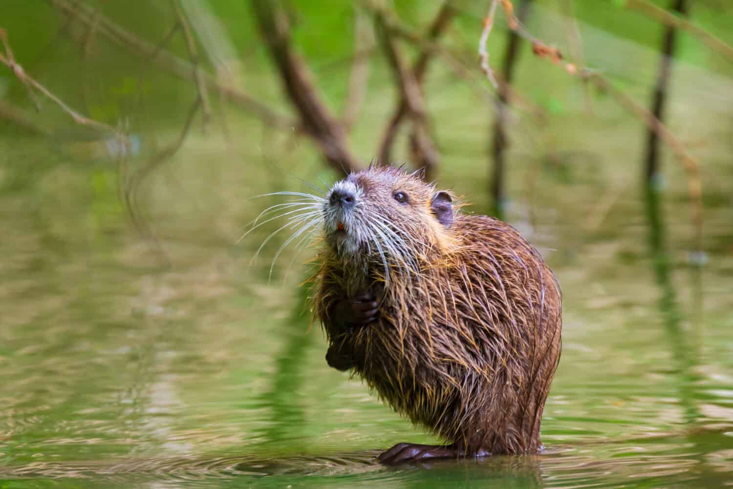 Why the Muskrat Is Being Hailed as a Hero