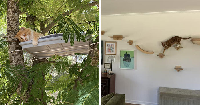 29 Times Creative People Came Up With Cool DIY Ideas To ‘Catify’ Their ...