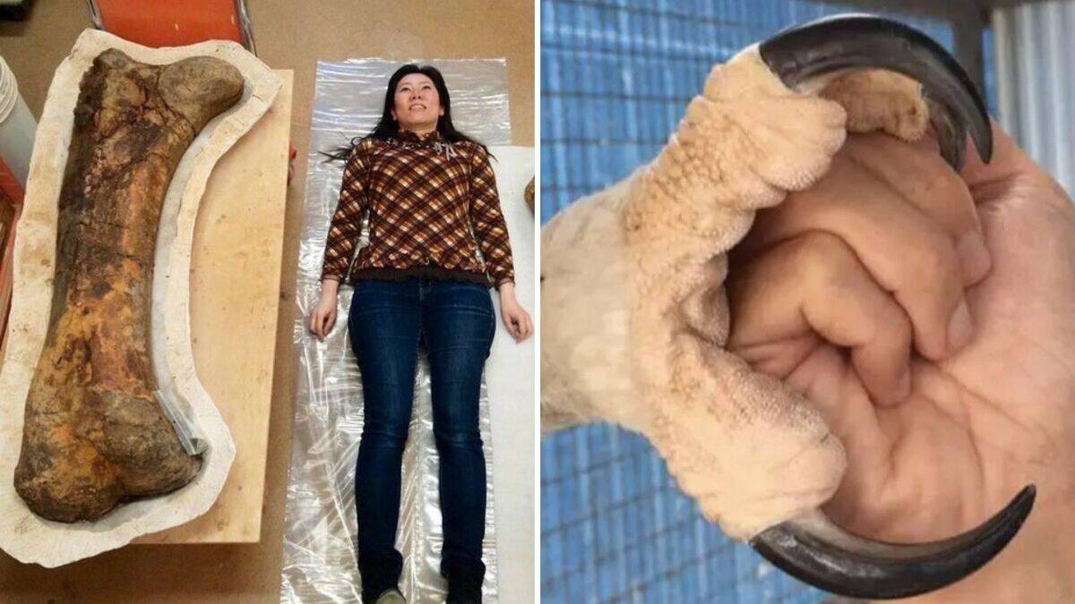 30+ Size comparison pictures that made us realize how tiny we are