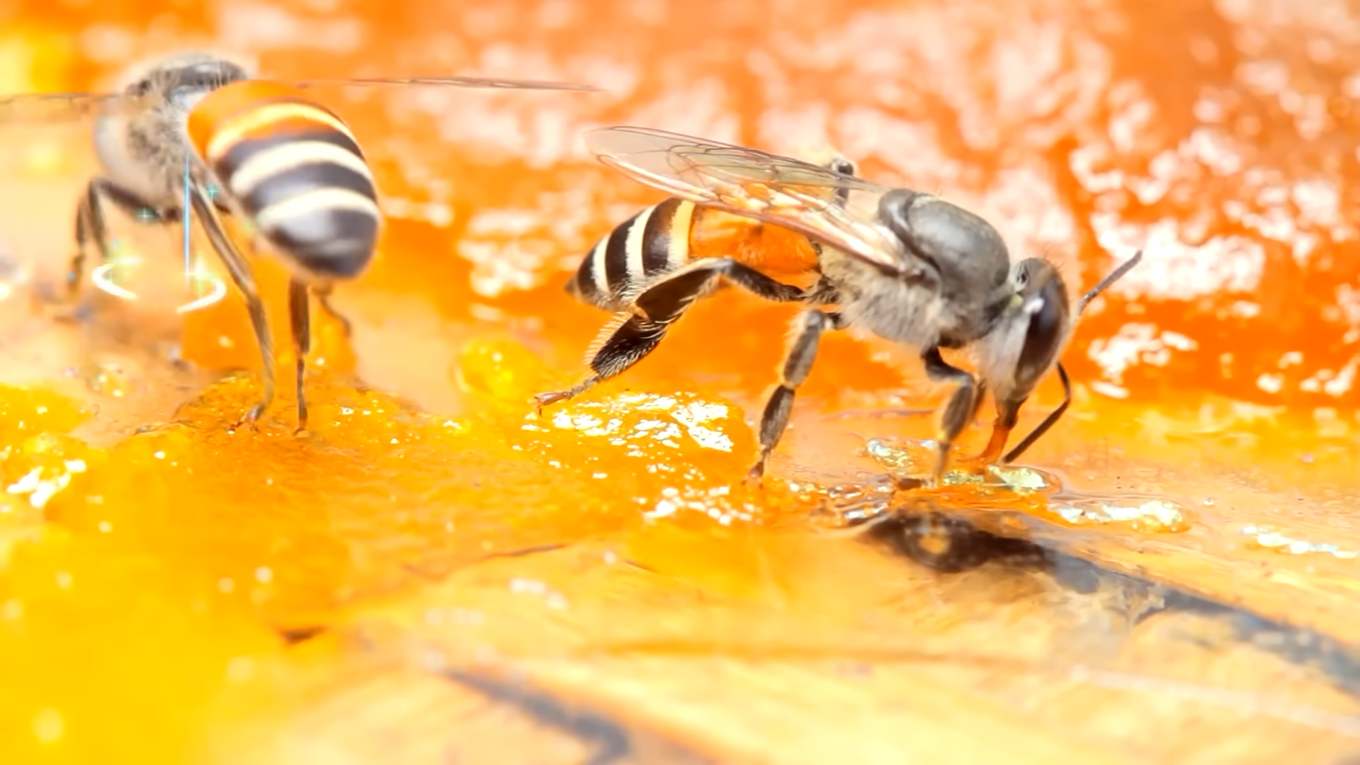 How Social Insects Exploited the Meta and Took Over the World