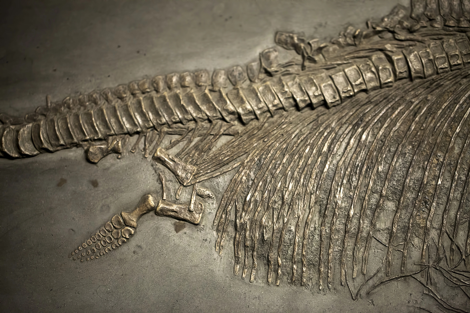 Fossils That Rewrote Evolution