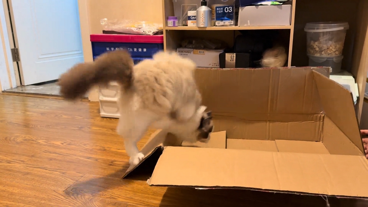Cat fails to jump into box in Zhejiang, China