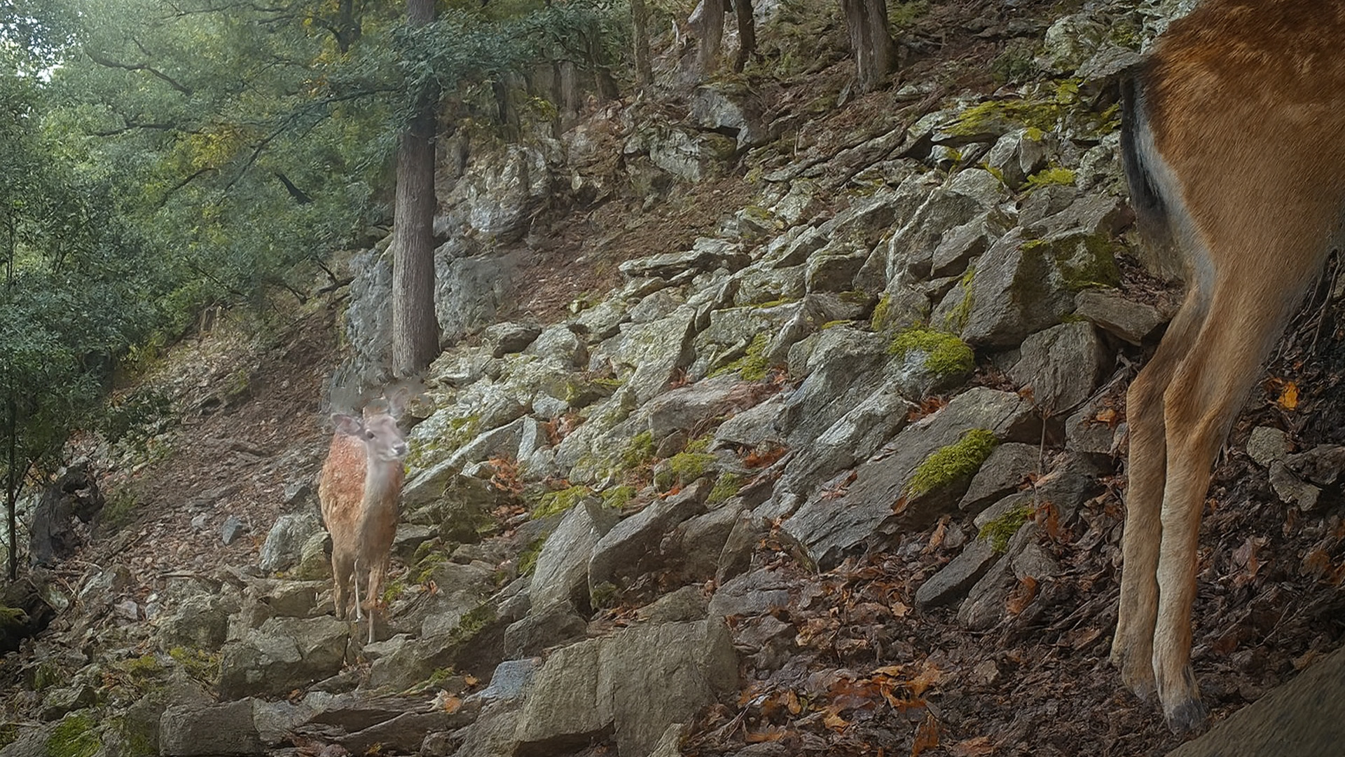 Hidden Camera Captures Wildlife – See What It Recorded