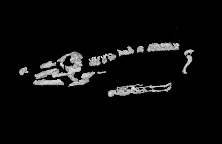 How changing limb posture helped ancient reptiles grow