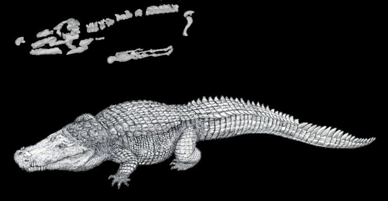 How changing limb posture helped ancient reptiles grow