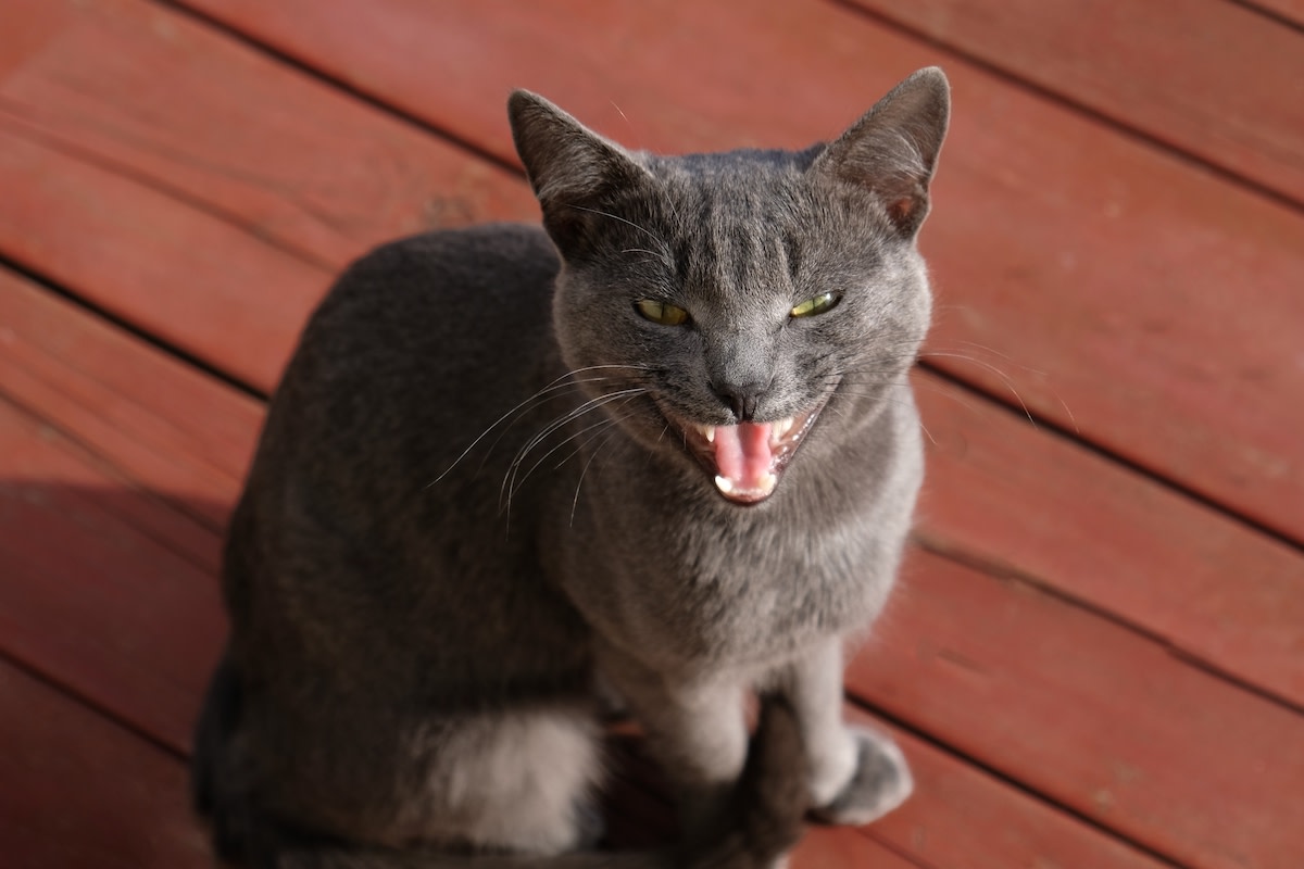 Angry Russian Blue Cat Throws a Tantrum When It's Time to Go Home Just ...