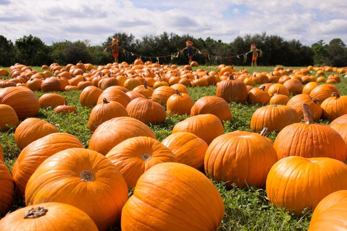 Two Lancashire Pumpkin Patches Named Among the UK’s Best