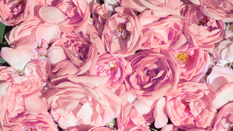 Rose water for hair: Benefits, uses and natural care tips