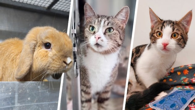 „Wer will mich?“: Diese Tiere haben kein Zuhause