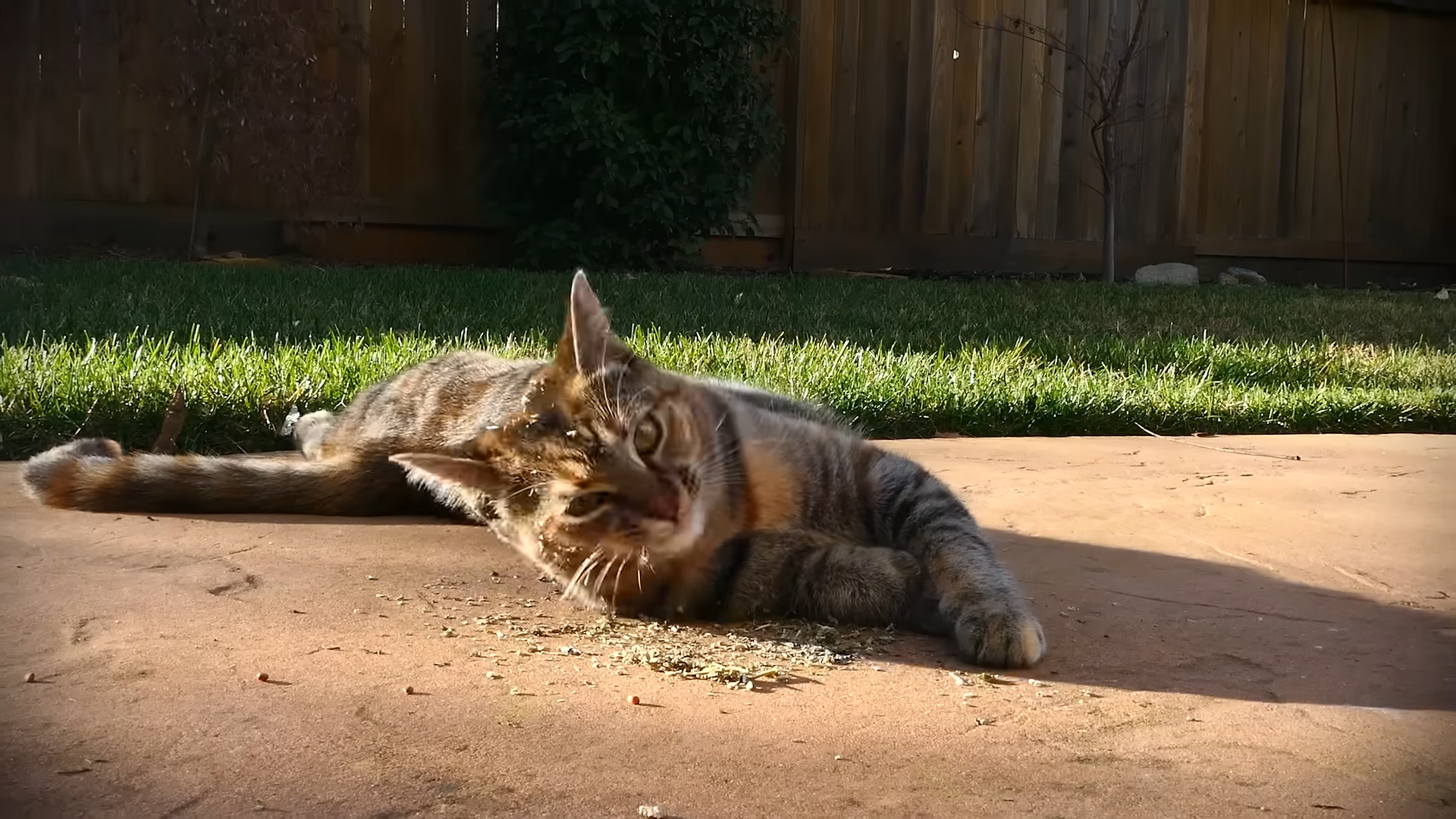 Does Catnip Really Get Cats High