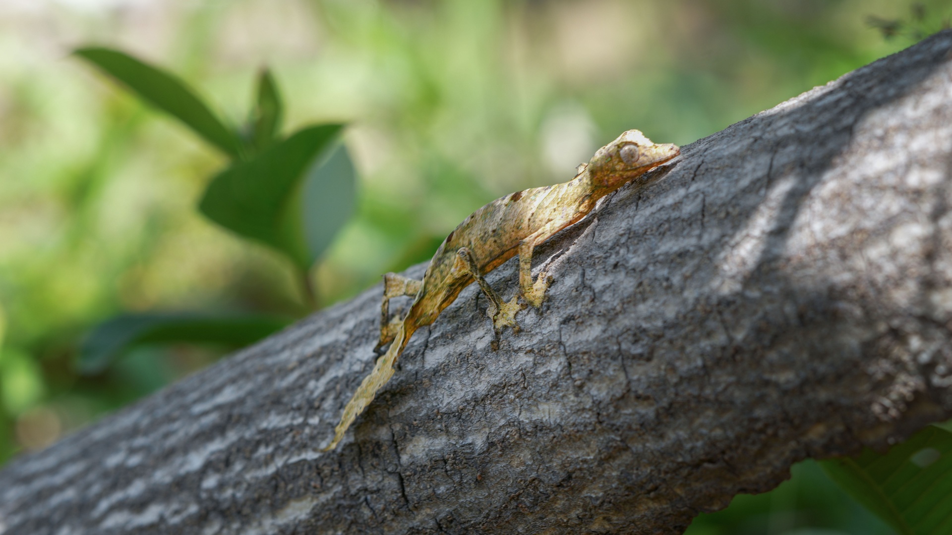 Animals That Evolved To Mimic Others Perfectly