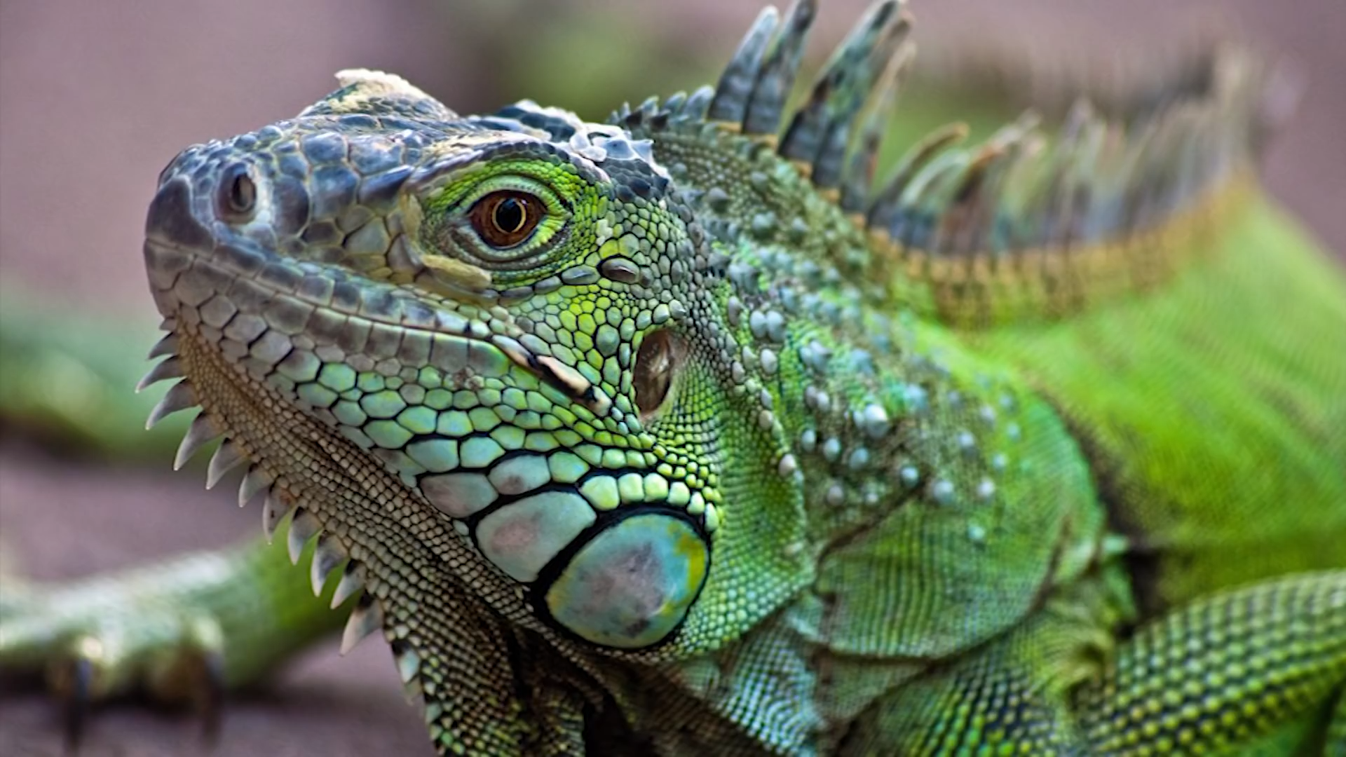 The Secret Evolutionary Meta: How Elemental Powers Changed the Game