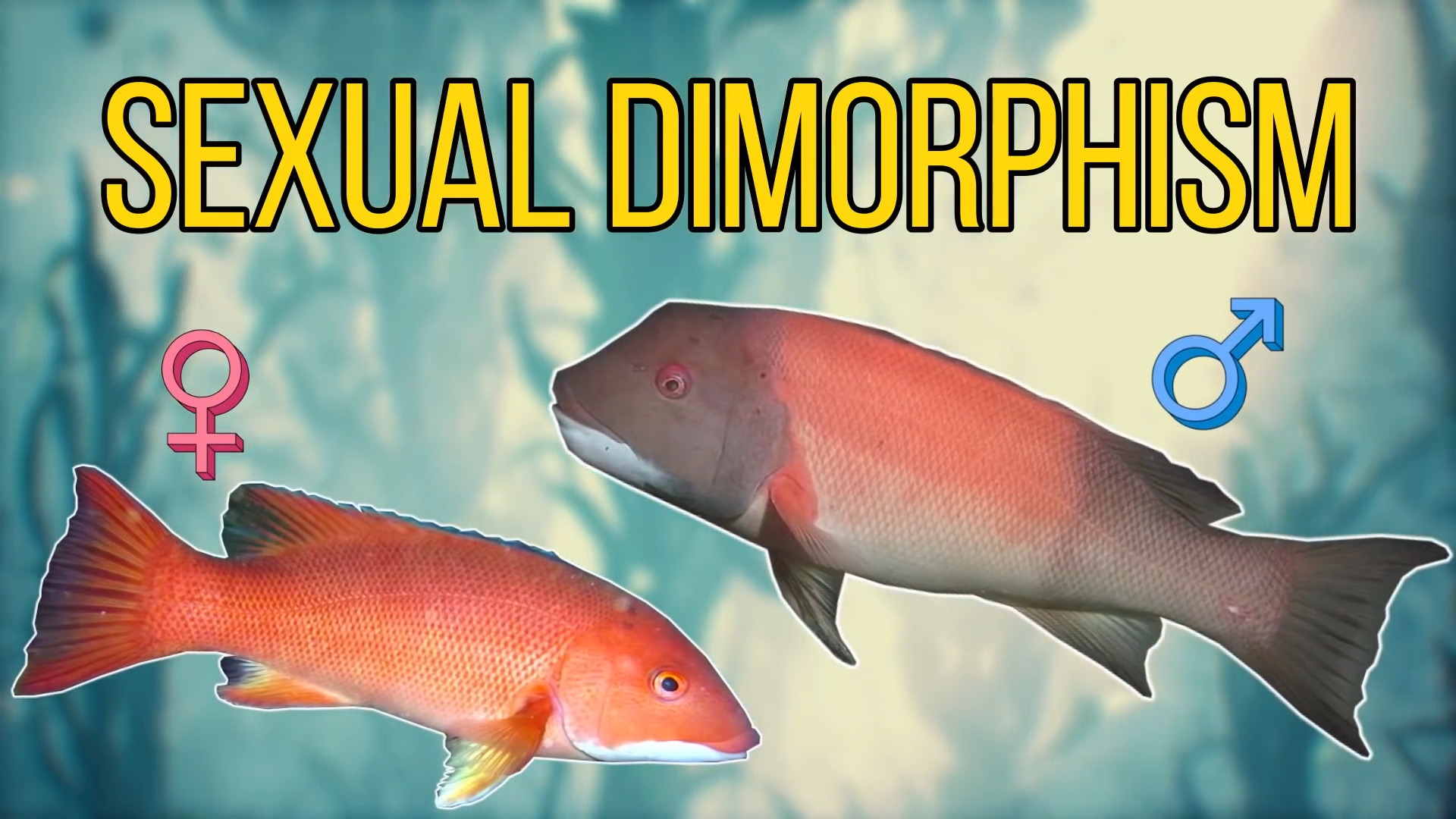 The Strangest and Most Beautiful Fish Hiding in the Pacific Kelp Forest