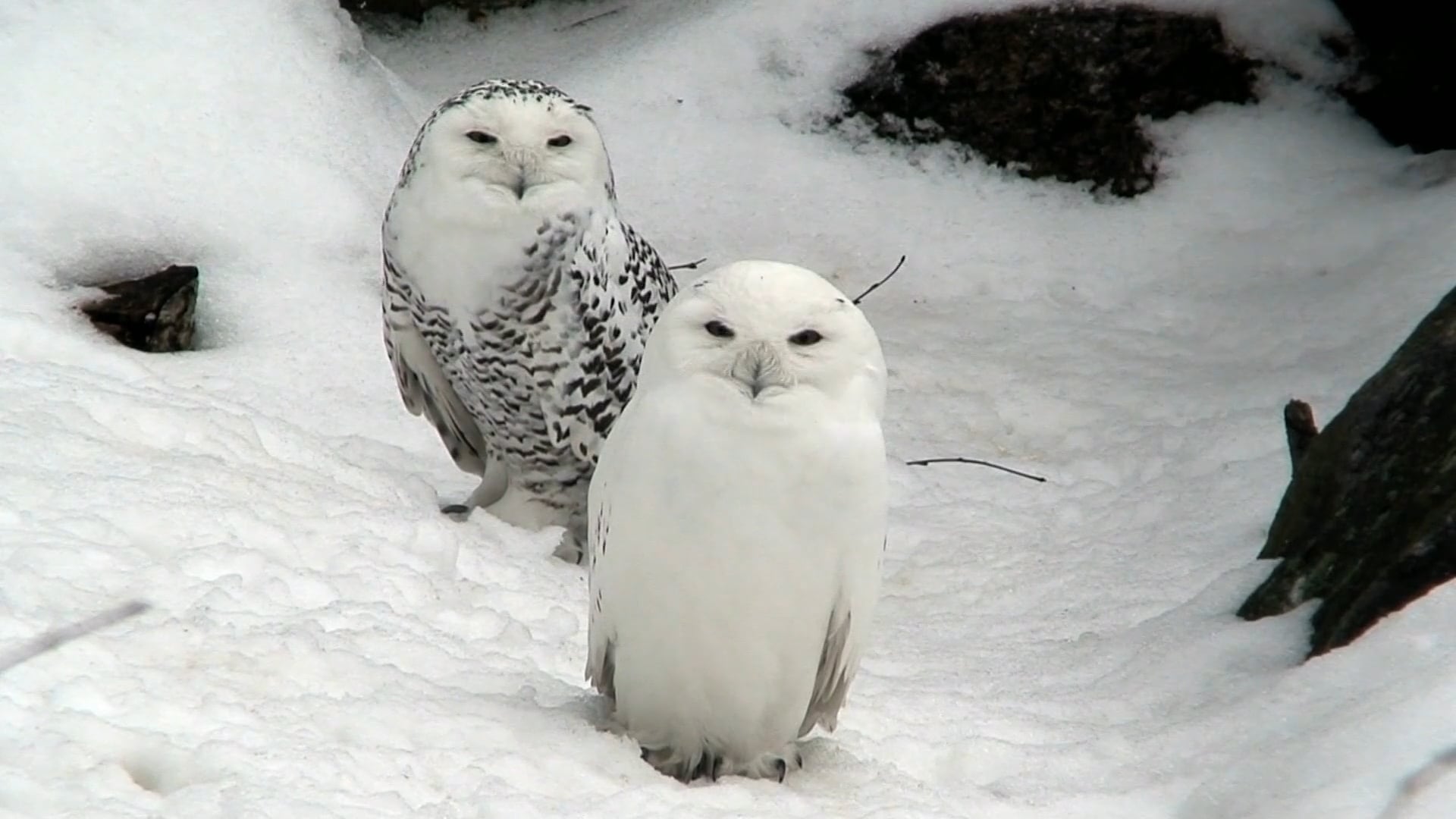 The Arctic Snowy Owl: Footage of a Rare, Solitary Bird of Prey
