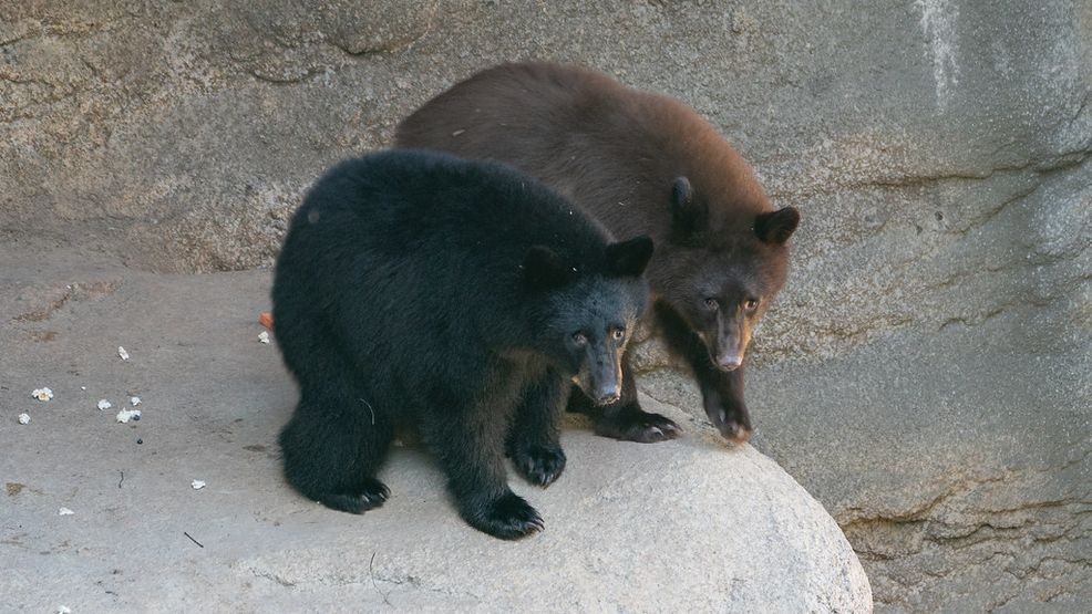 Cincinnati Zoo welcomes bear cubs Hazel, Juniper to Bear Ridge