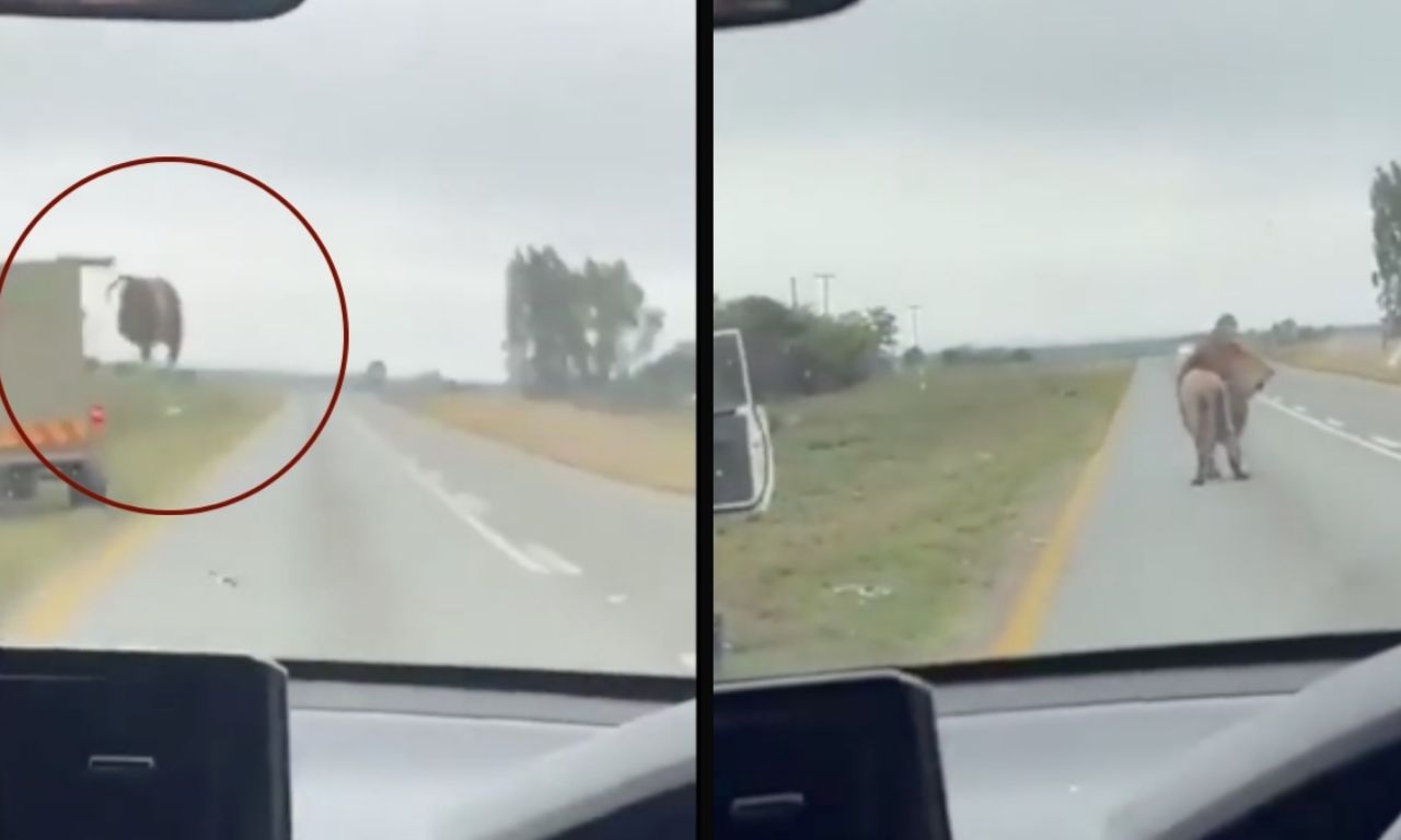 León escapa de tráiler en marcha en la carretera, automovilistas ...