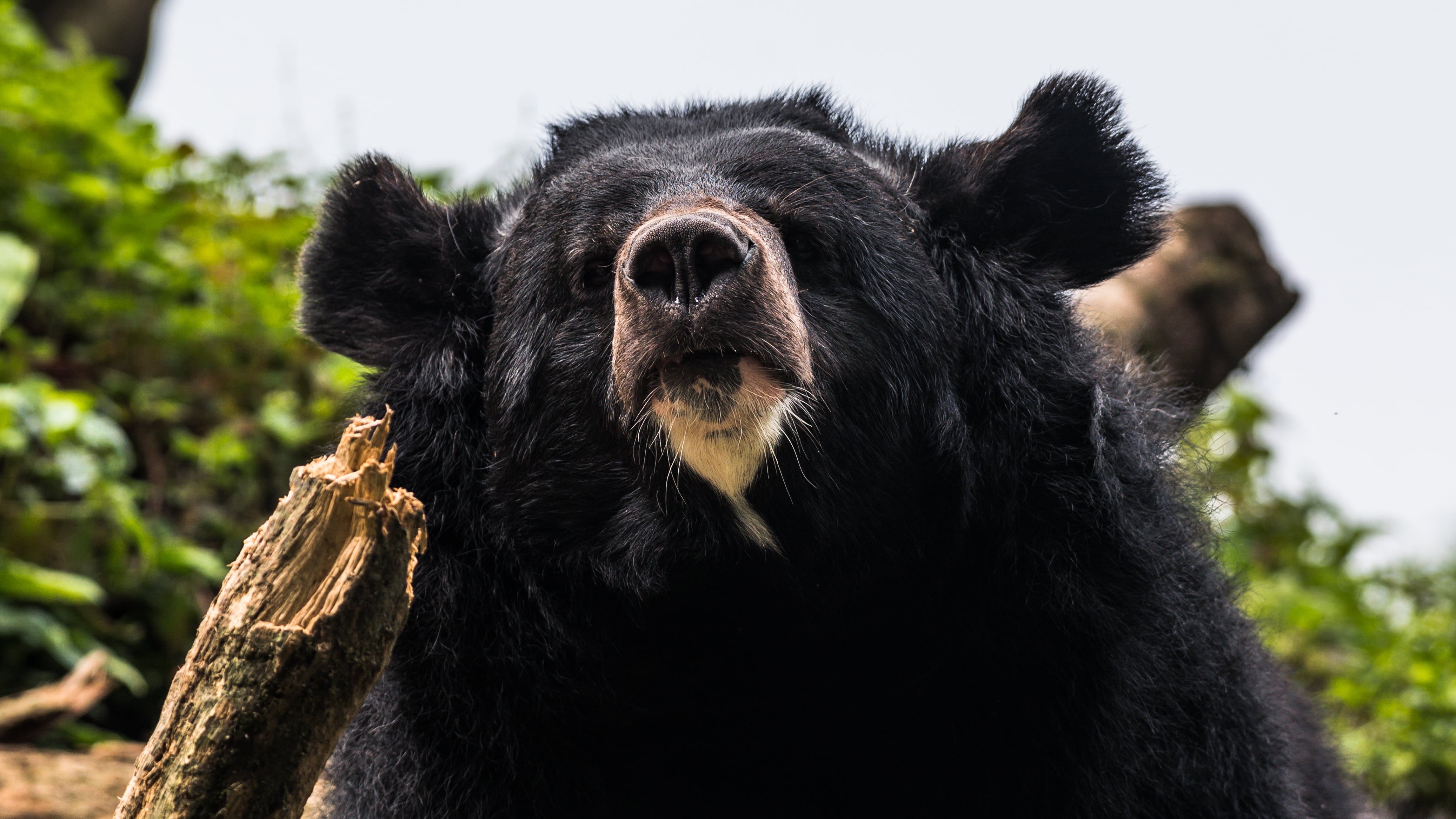 Bear Attacks Leave One Dead and Four Injured as Attacks Spiral