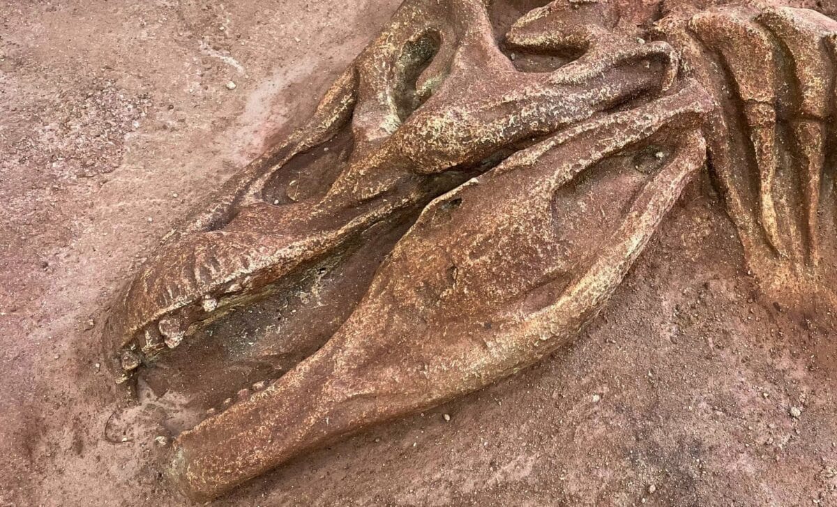 A Dinosaur Skull Found in the Dirt Was Almost Too Well-Preserved to Be Real