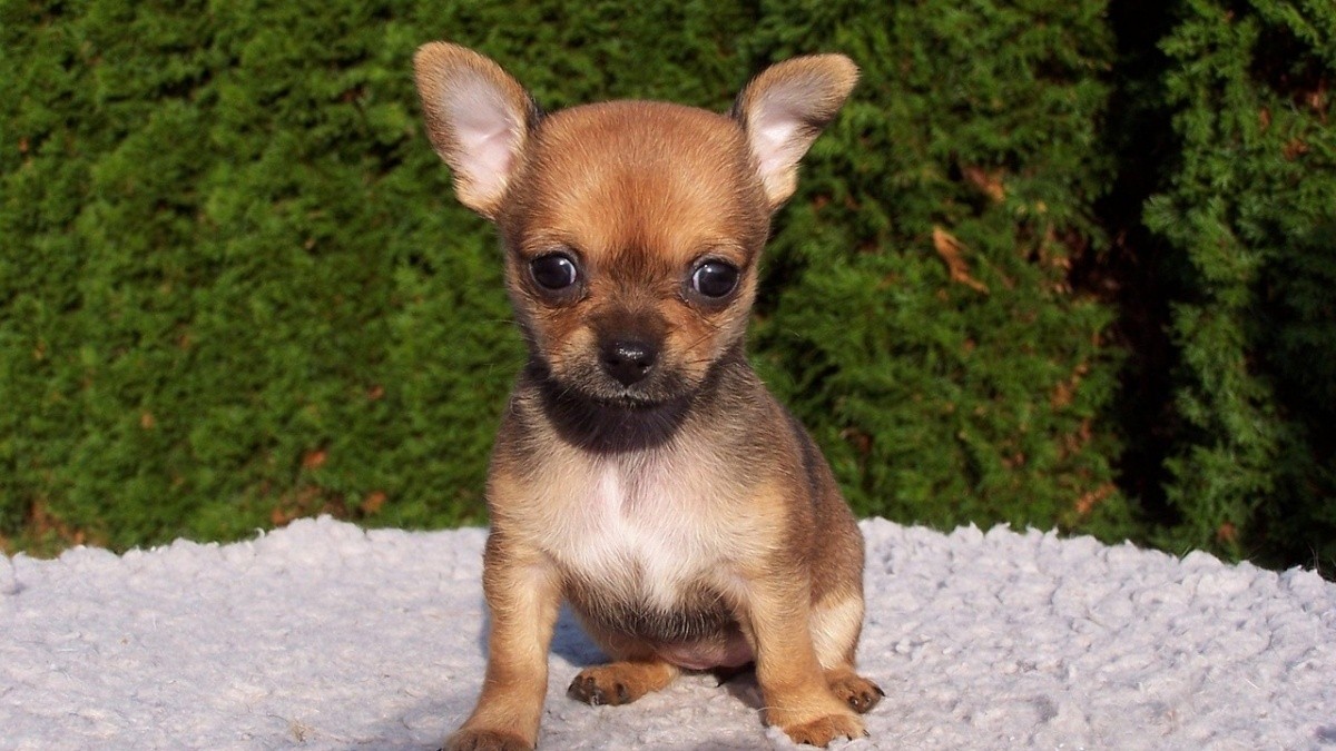 7 tiny dogs that retain their mini size even in adulthood; they'll melt ...