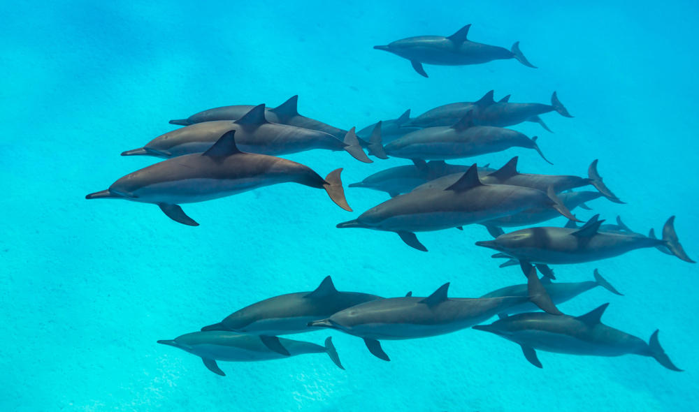 Places to Swim with Wild Dolphins