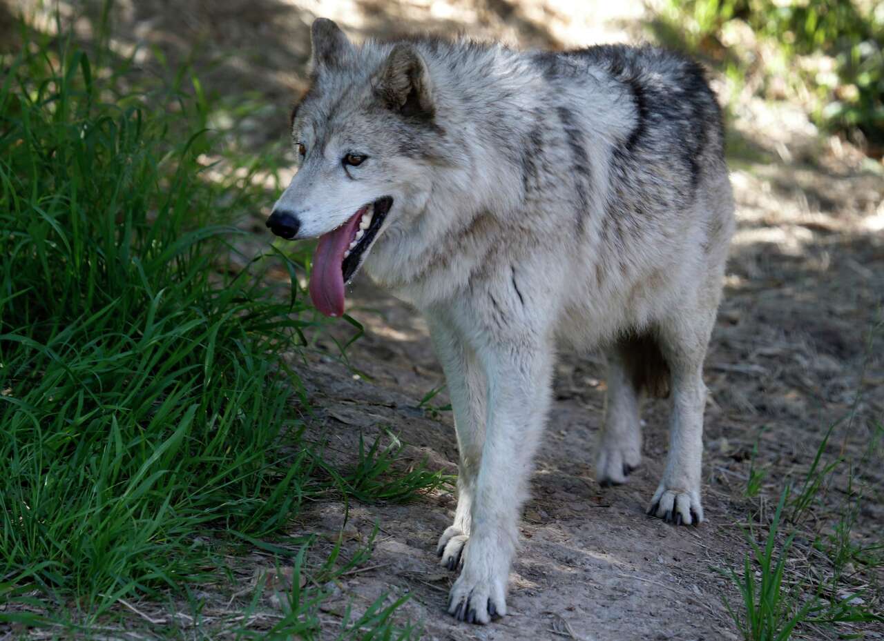 California wolves are endangered. The state just deliberately killed four