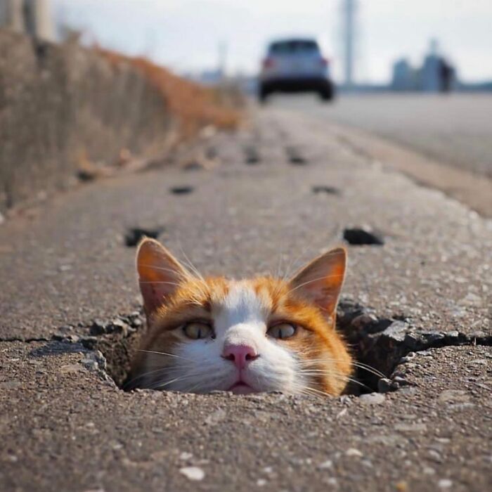 This Account Shared 28 Amusing Street Photos Featuring Cats