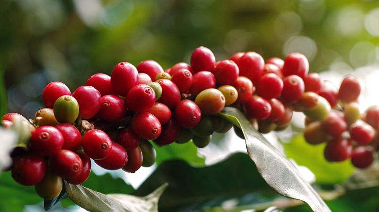 What Are Shade-Grown Coffee Beans And Are They Sustainable?