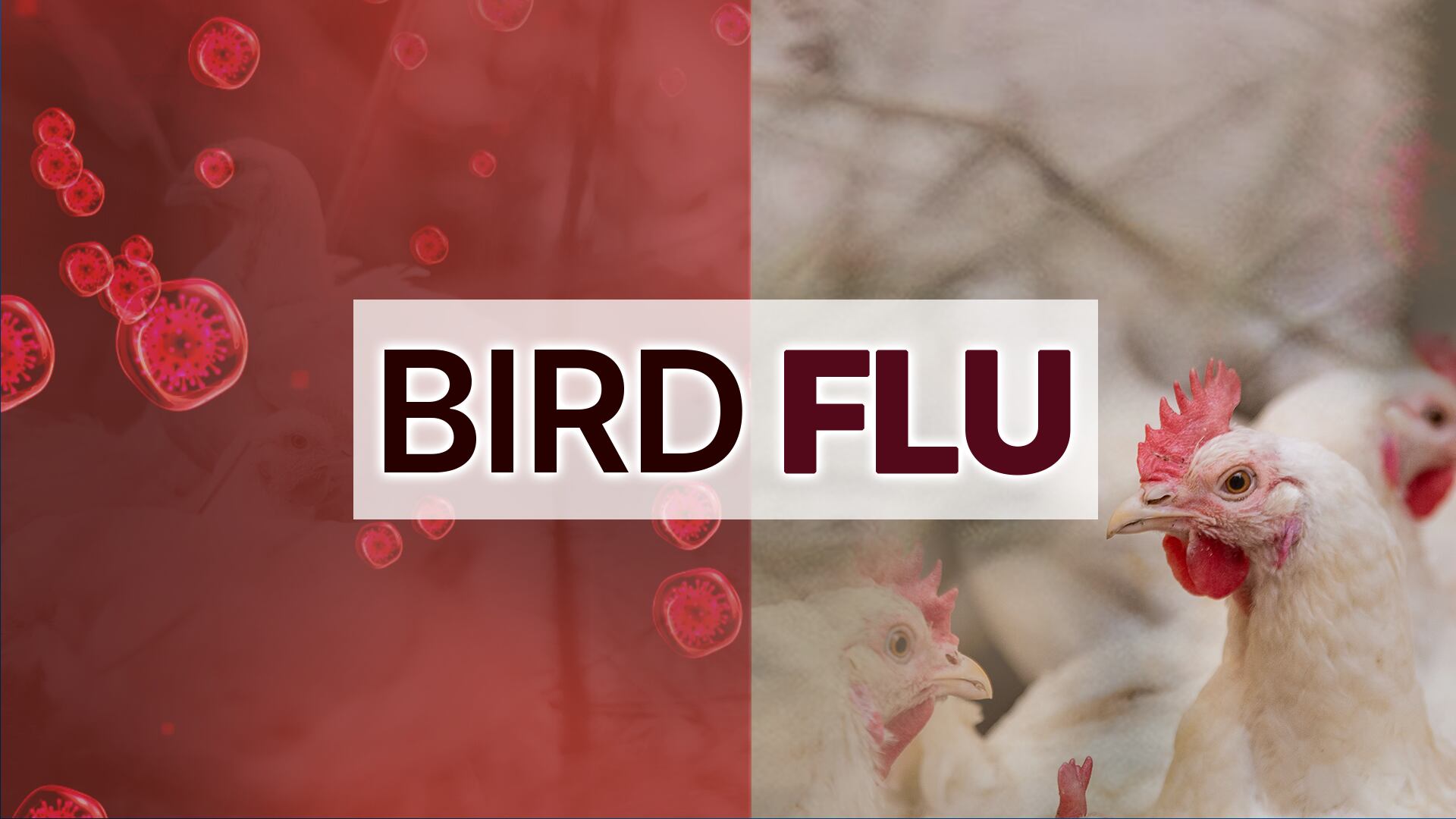 Bird flu found at Georgia commercial poultry farm, state’s first case ...