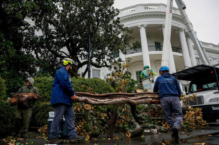 Donald Trump rips out presidents' historic trees for $300M ballroom in ...