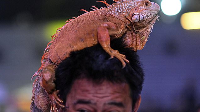 Kind people rescue stuck iguana unable to move from fence