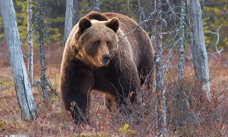 Idaho hunter kills grizzly bear with rifle during apparent attack
