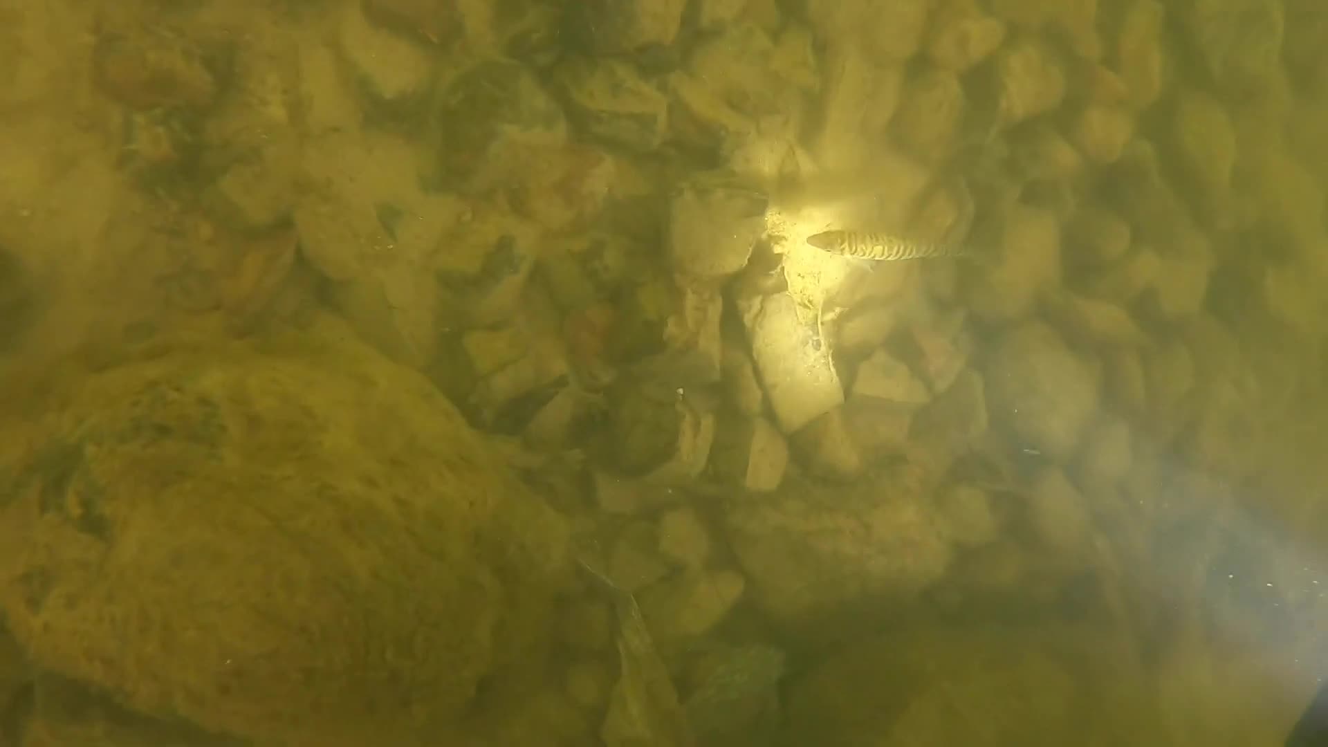 Helping police find evidence to solve murder case in river (scuba diving)