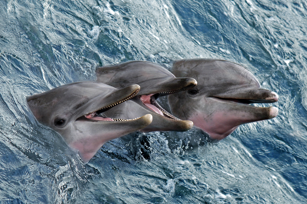 Places to Swim with Wild Dolphins