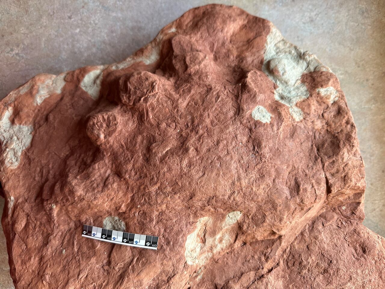 Islander unearths history by discovering 290-million-year-old fossil on ...
