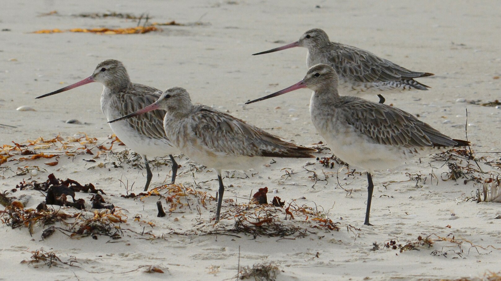 Tasmania remains free of H5 bird flu, but returning migratory birds ...