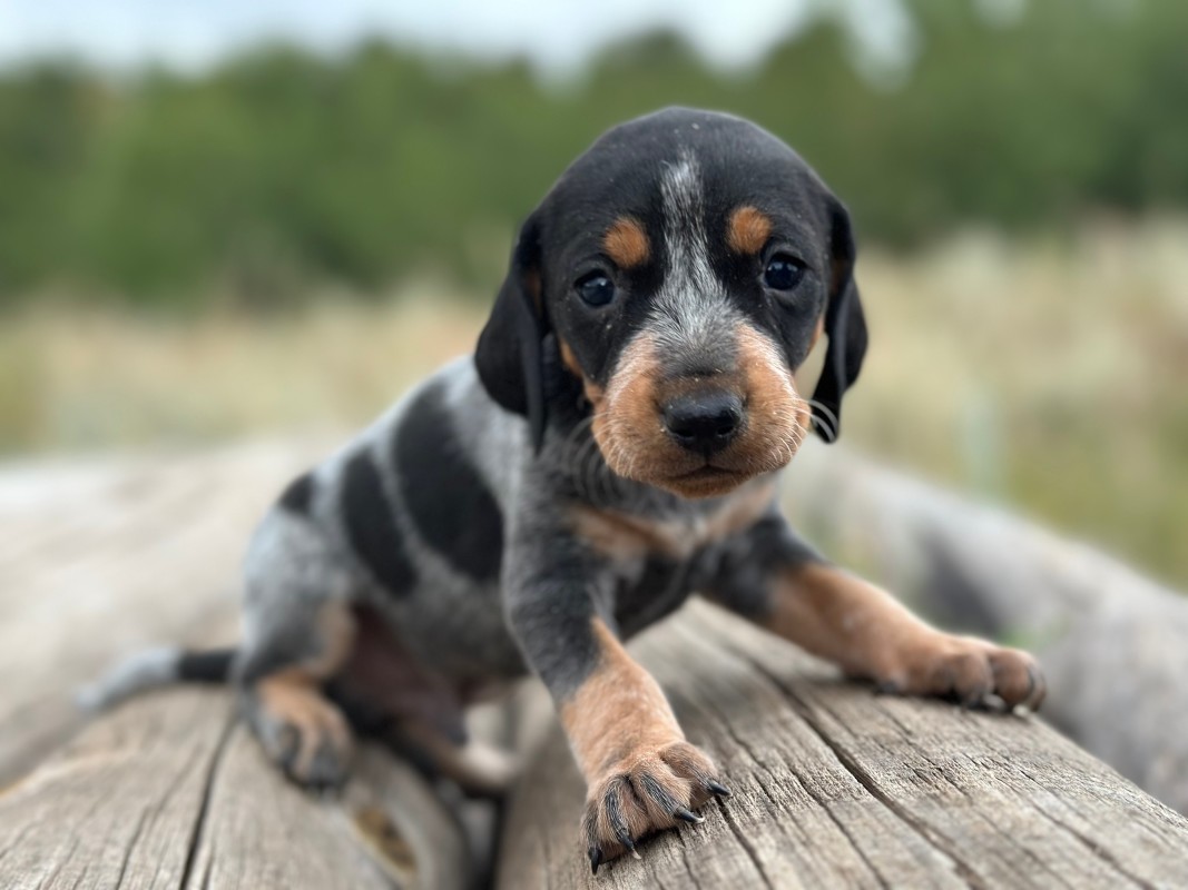 Bluetick Hound Puppy Befriends His Target in Real Life Disney Move