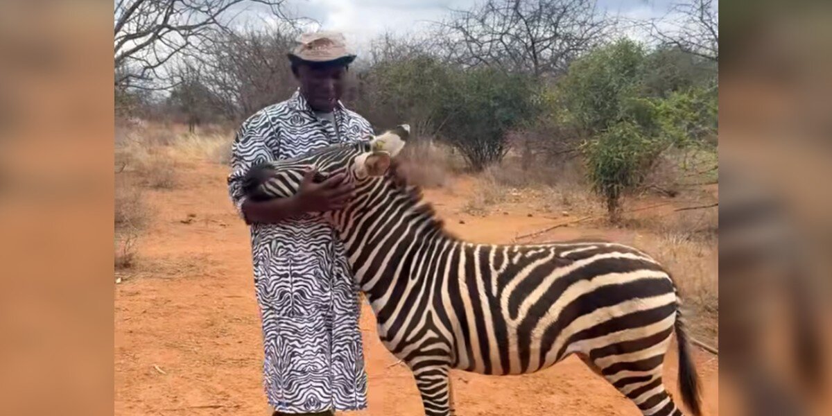 Wildlife Rescuers Find A Genius Way To Make Orphaned Baby Zebra Feel At ...