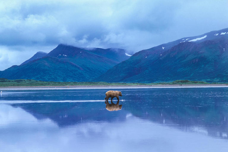 Trump Reopens Arctic National Wildlife Refuge to Oil and Gas Drilling