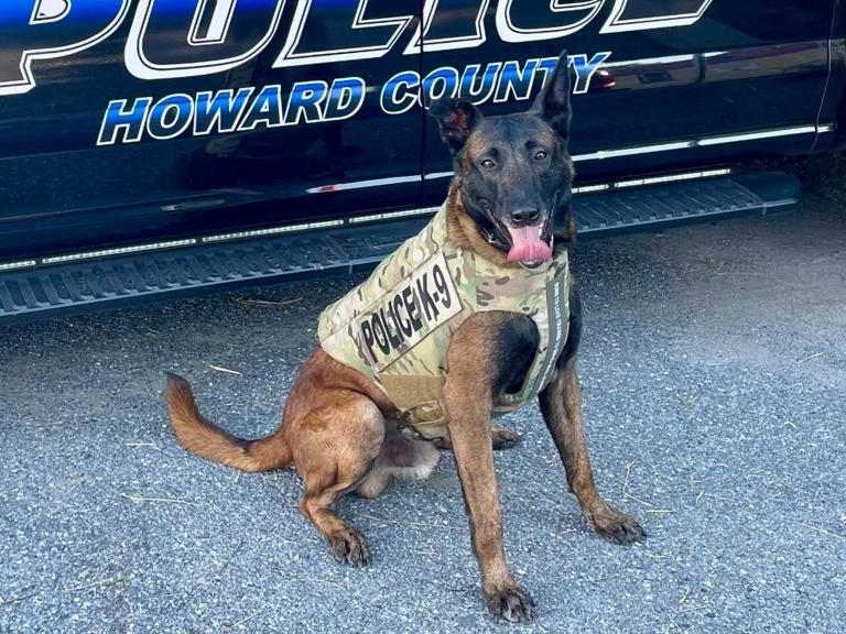 K9s Receive Life-Saving Donation Of Bulletproof, Stabproof Vests