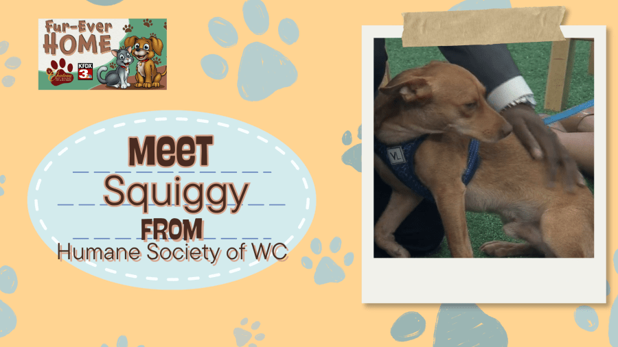 Squiggy from Humane Society of Wichita County wants a loving home