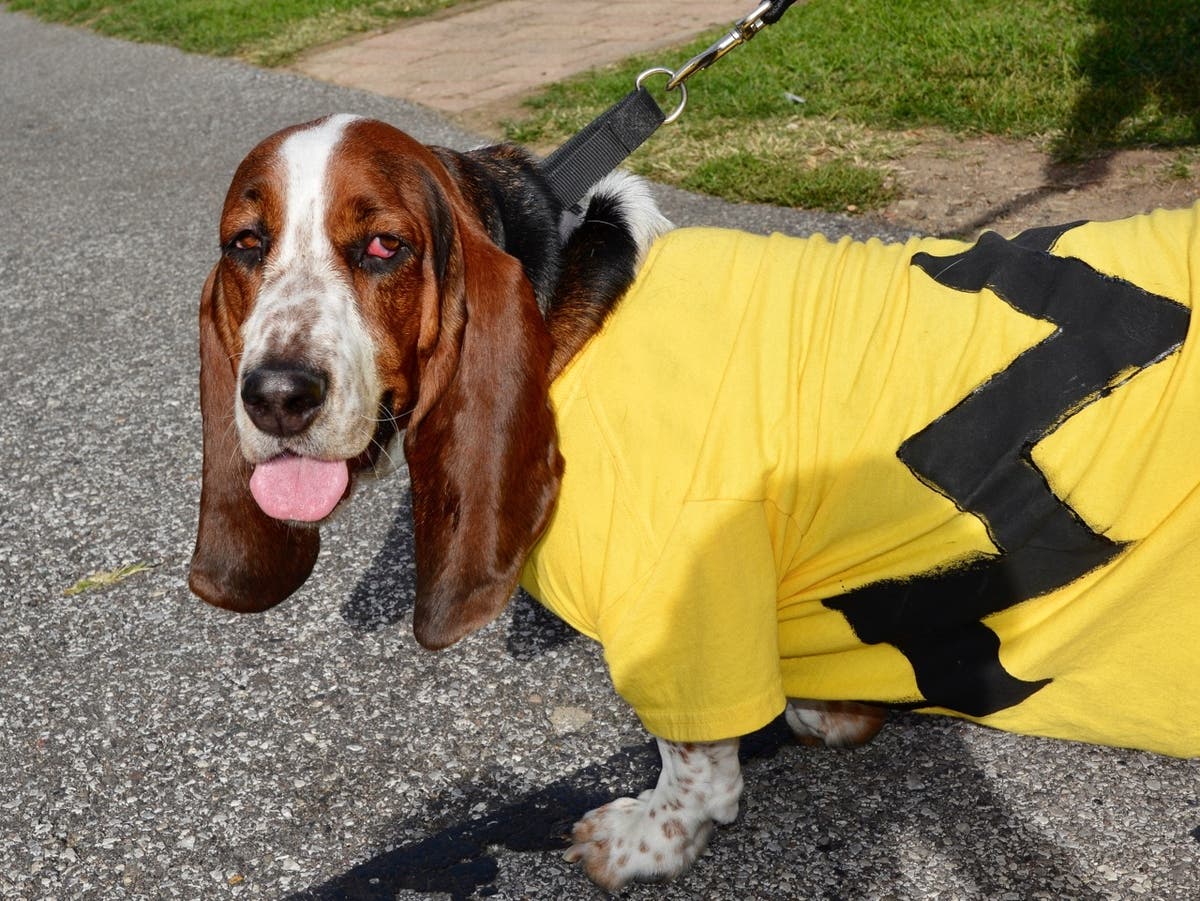 Dog Costume Parade Comes To Hoboken This Weekend