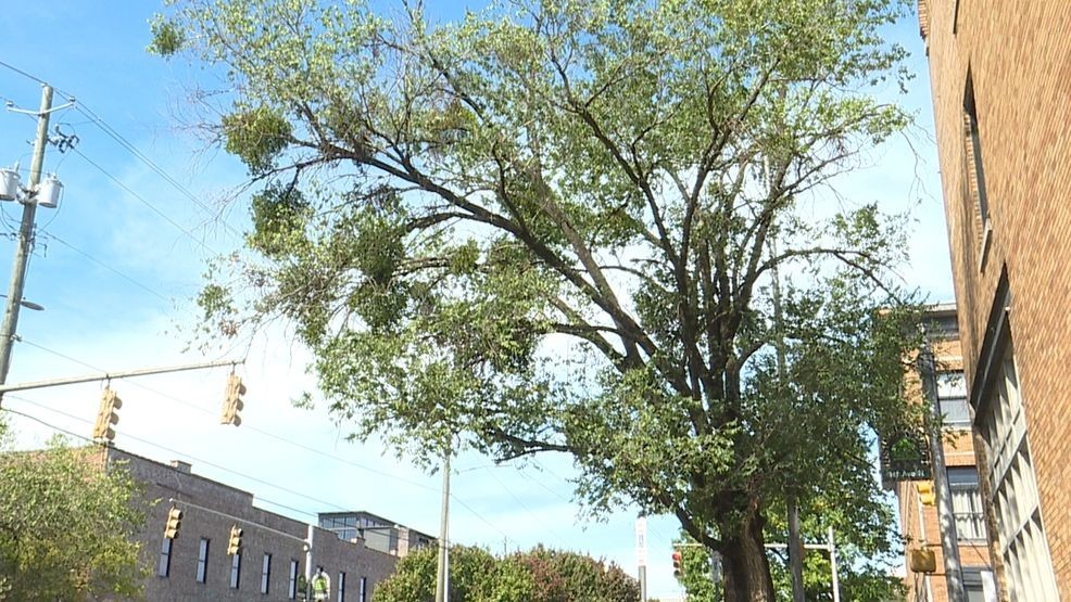 Council passes Abbott's Law to strengthen tree protections