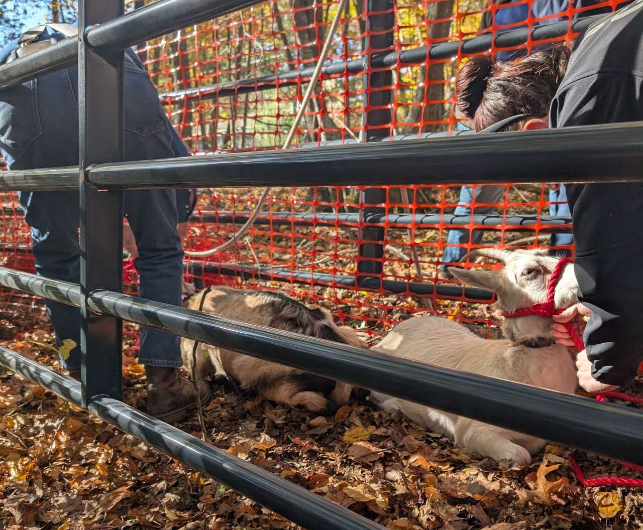 'Clinton Roaming Goats' captured, taken back home after months on the loose