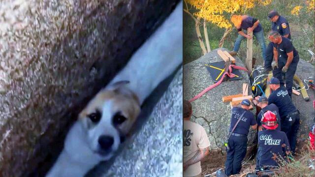 Puppy Rescued From Between Two Boulders