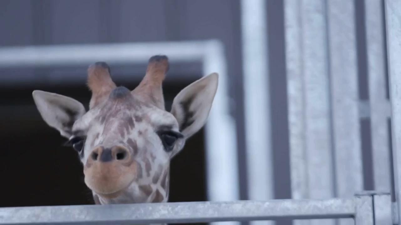 Giraffes start arriving at zoo safari park being built in Missouri