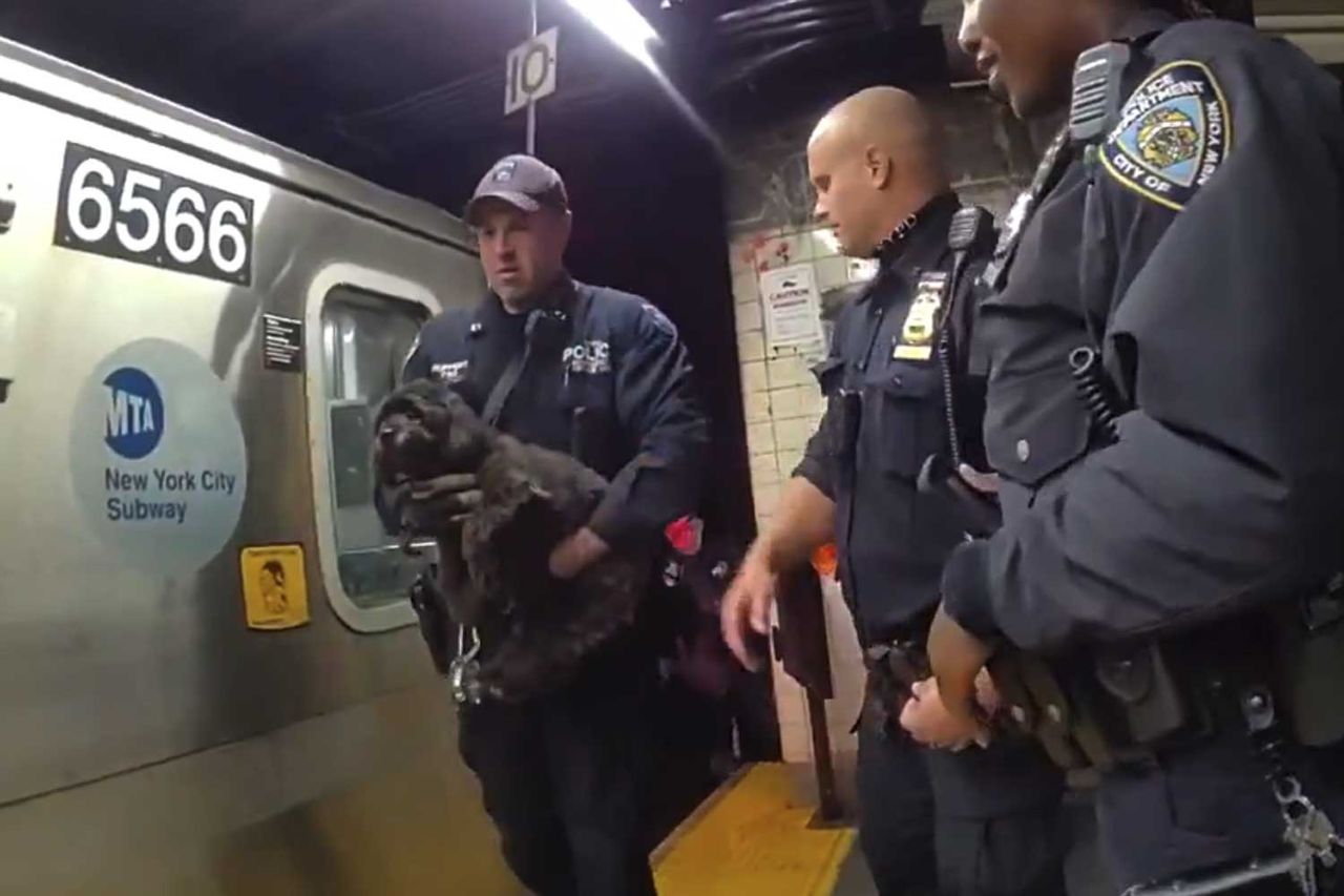 Dog Uninjured After Breaking Loose and Getting Struck by an N.Y.C ...