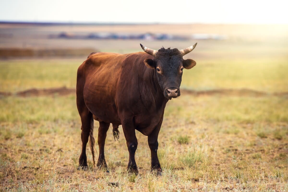 Massive Bull Turns Into a Rambunctious Puppy Playing With His Cow Ball ...